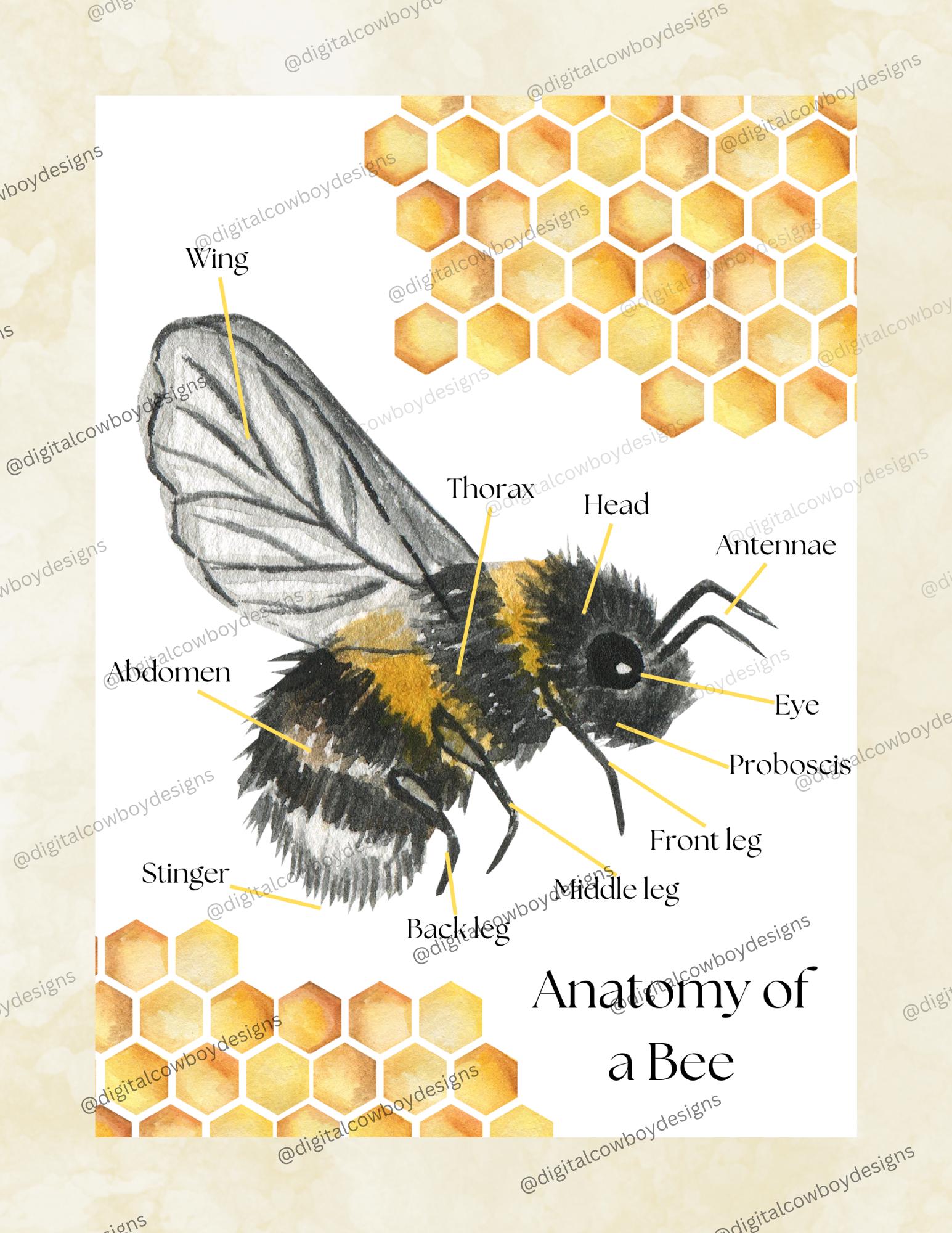 The Honey Bee Unit Plan, Bee Lesson Plan, Honey Curriculum, Homeschool ...