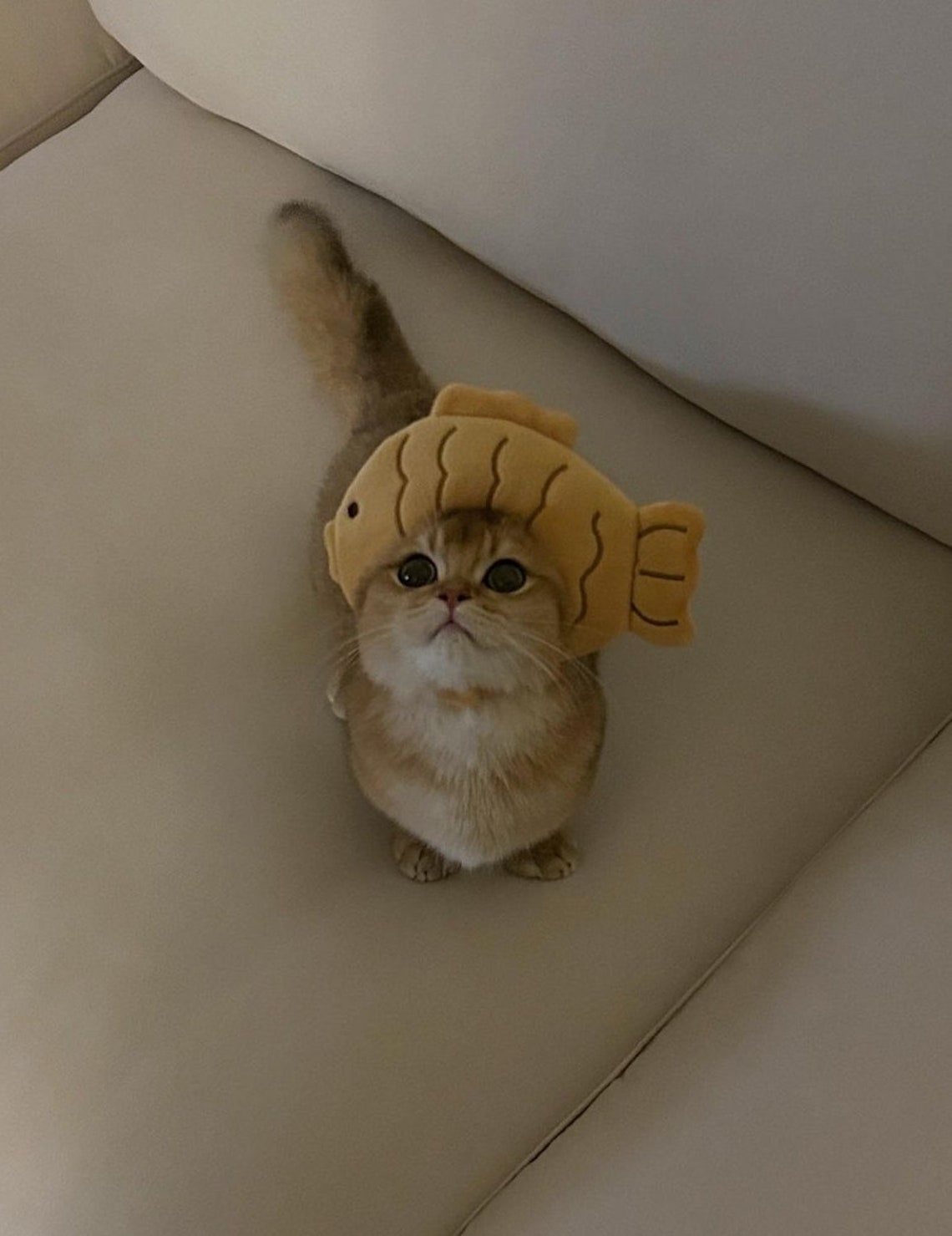 Pet Cat Costume Taiyaki Fish Shaped Bread Hat Cosplay Cute - Etsy