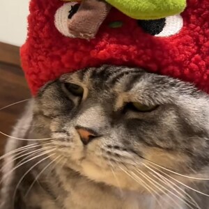 Pet Cat Dog Costume Apple Red Fruit Shaped Hat Cosplay Cute Silly Funny ...