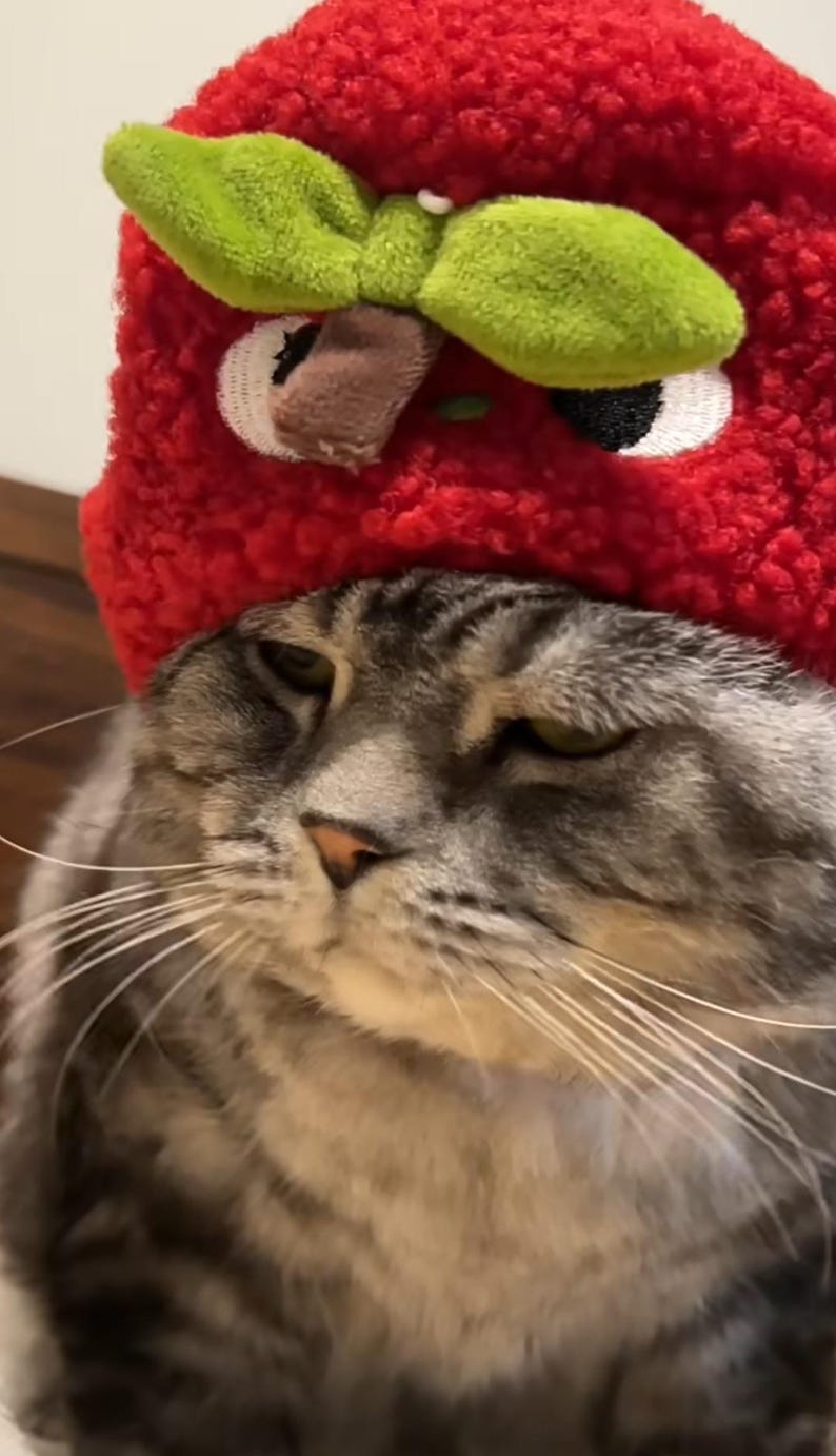 Pet Cat Dog Costume Apple Red Fruit Shaped Hat Cosplay Cute Silly Funny ...