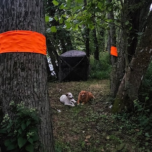 HI VIZ Blaze Orange Hunting Alert Band - Etsy