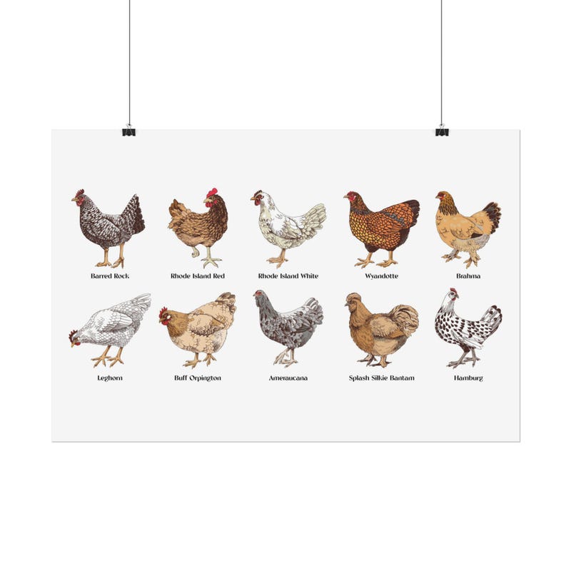 Chicken Breeds Poster - Etsy