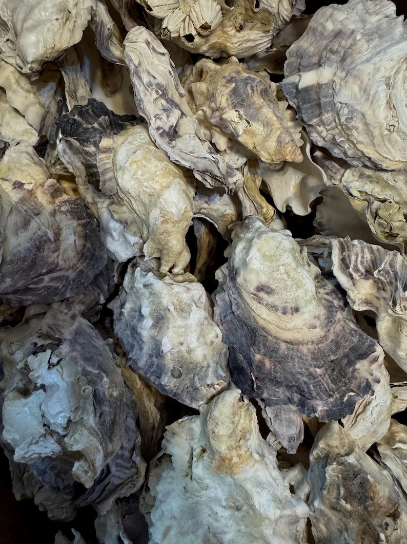 Mini Oyster Shells: Dainty Beach Craft Shells (1.5-3.5"), Plain Shells ...
