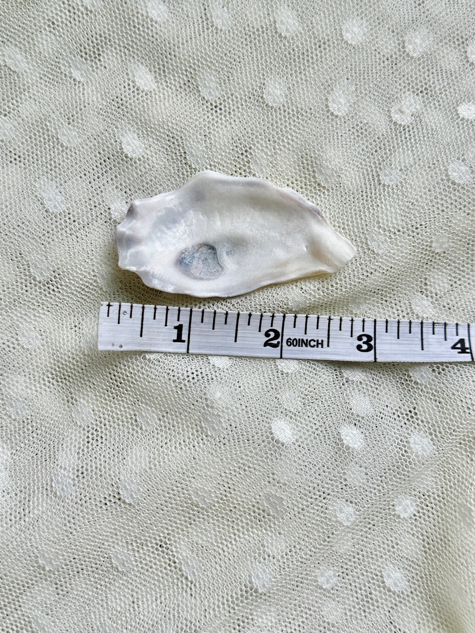 Mini Oyster Shells: Dainty Beach Craft Shells (1.5-3.5"), Plain Shells ...