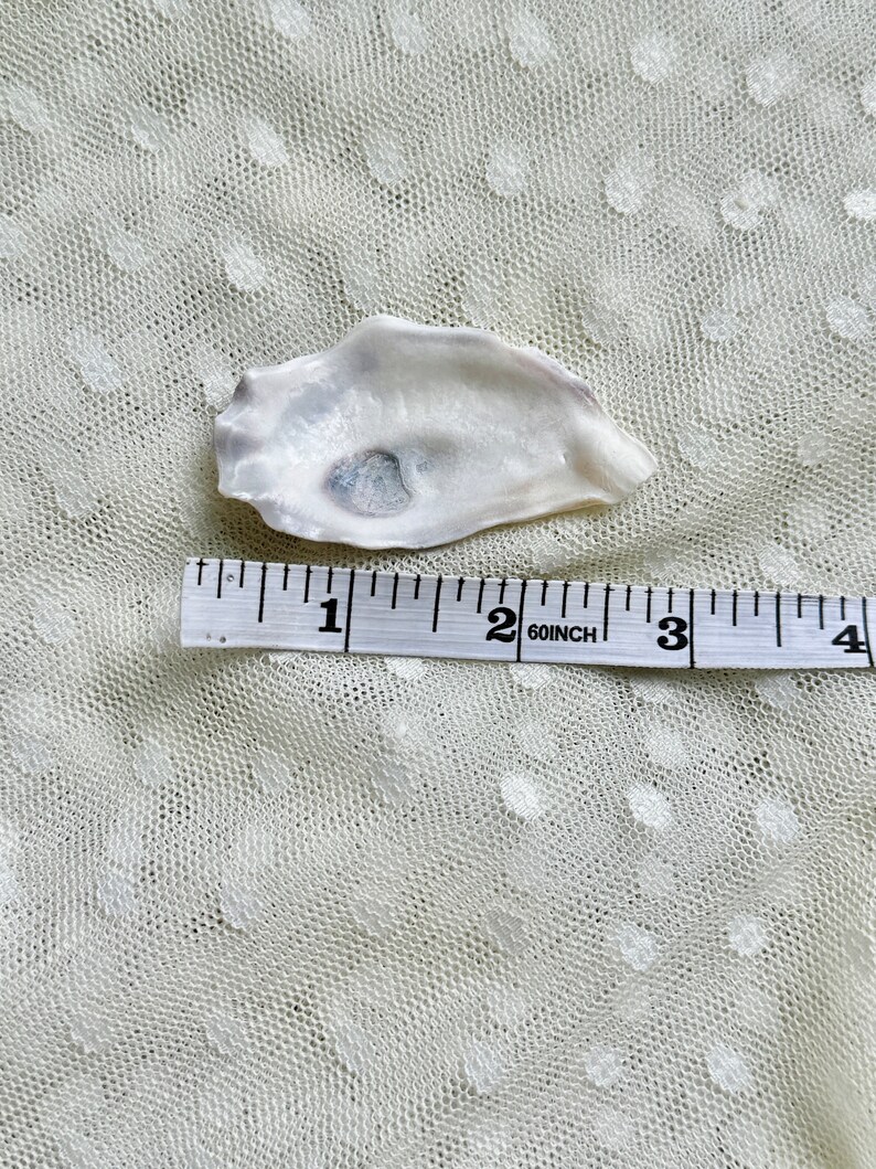 Mini Oyster Shells: Dainty Beach Craft Shells (1.5-3.5"), Plain Shells ...