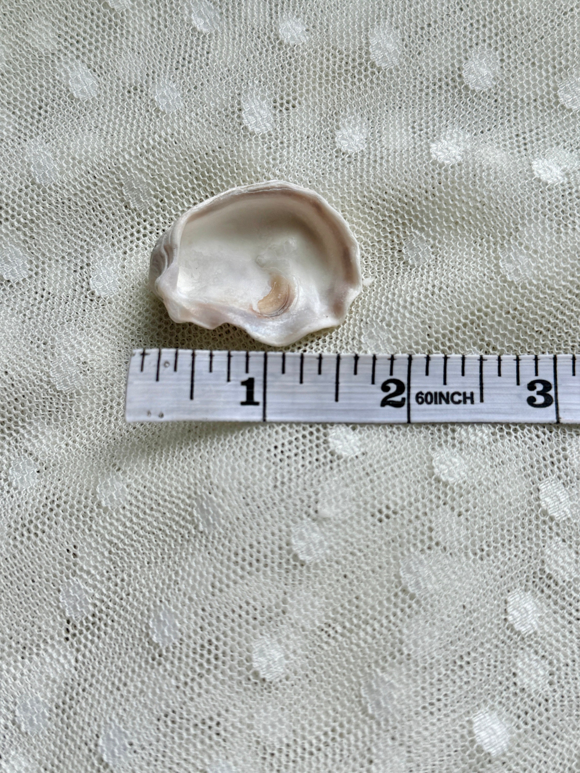 Mini Oyster Shells: Dainty Beach Craft Shells (1.5-3.5"), Plain Shells ...