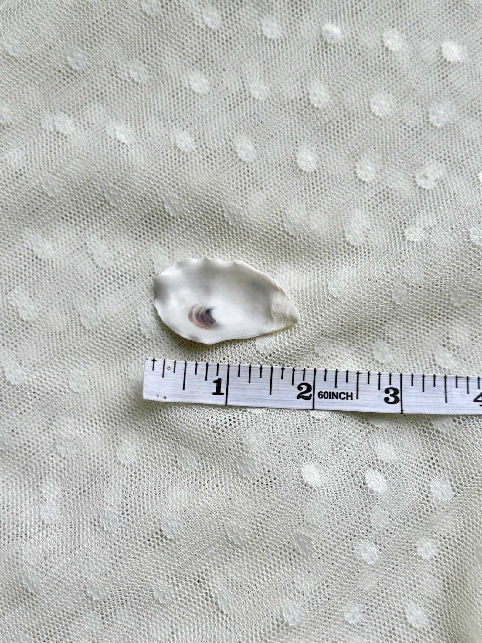 Mini Oyster Shells: Dainty Beach Craft Shells (1.5-3.5"), Plain Shells ...