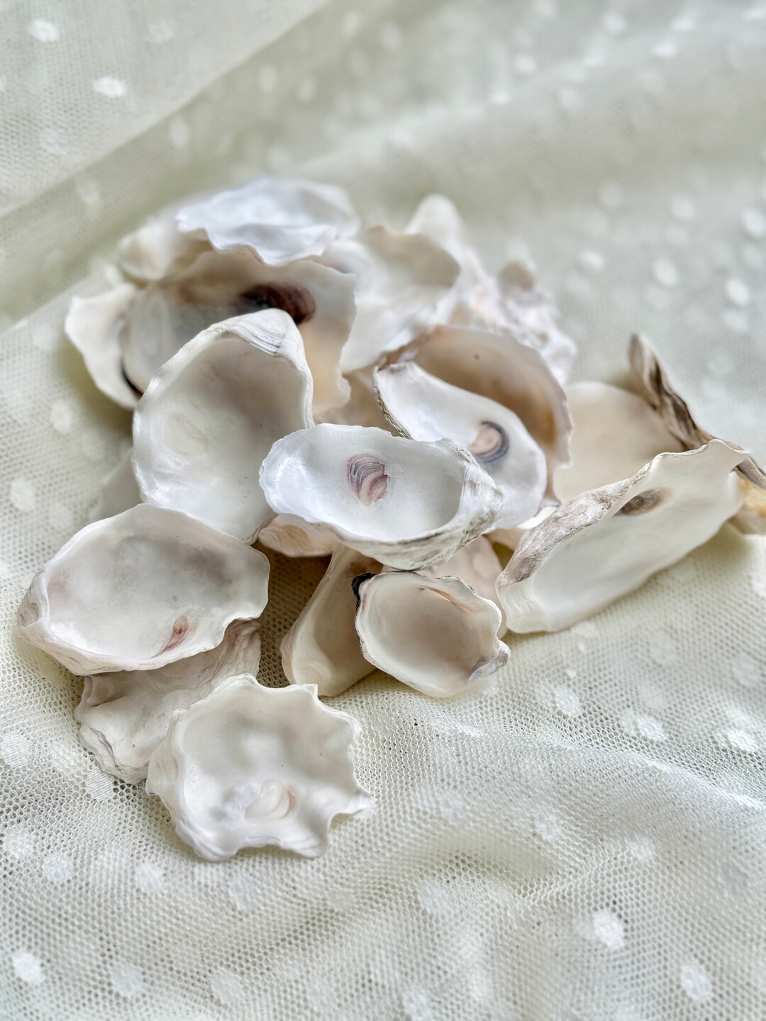 Mini Oyster Shells: Dainty Beach Craft Shells (1.5-3.5"), Plain Shells ...