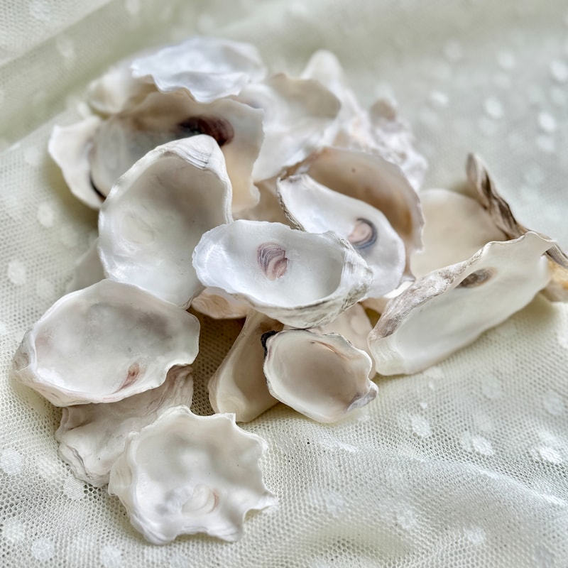 Oyster Shells Bulk - Etsy