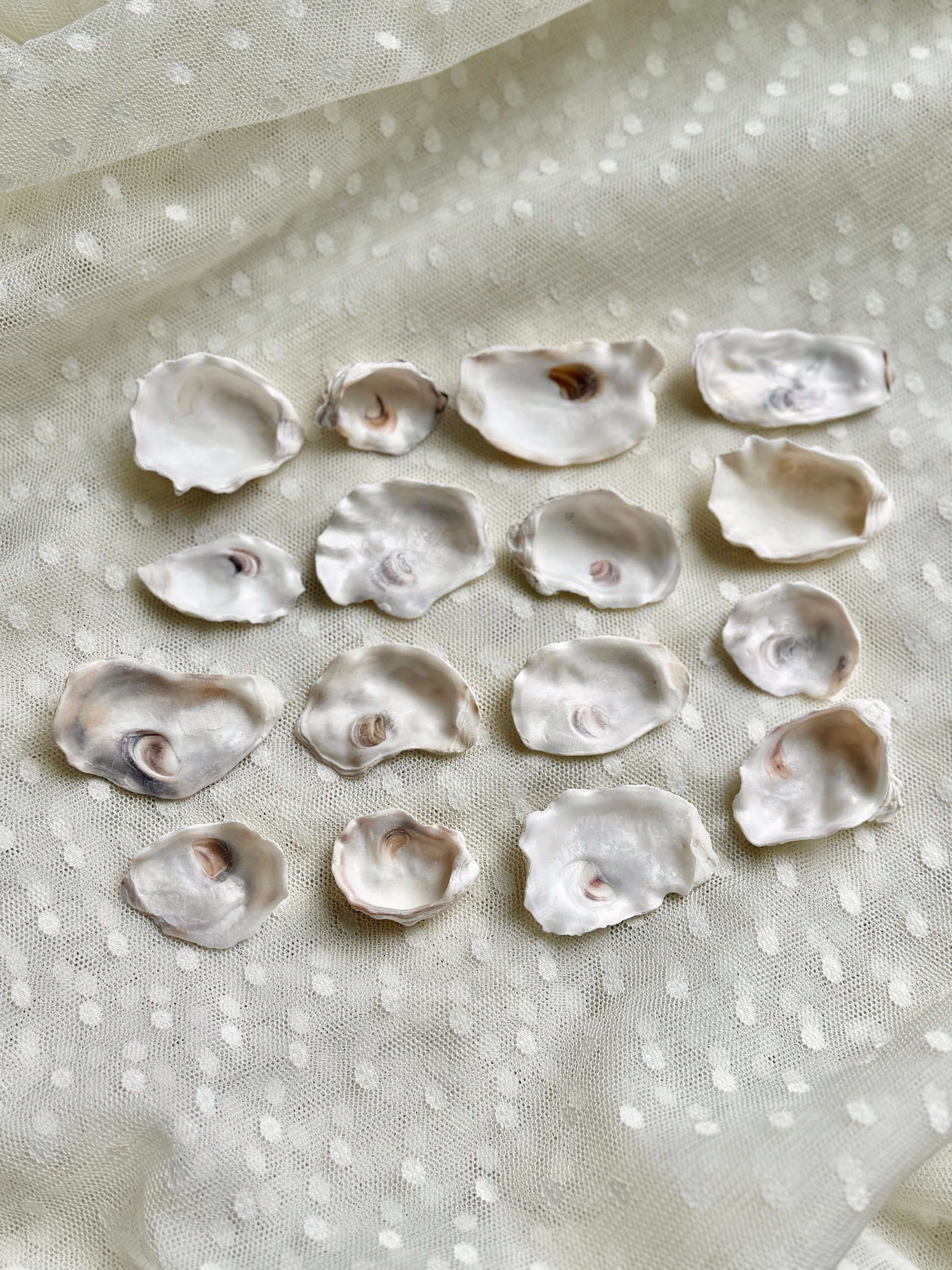Mini Oyster Shells: Dainty Beach Craft Shells (1.5-3.5"), Plain Shells ...
