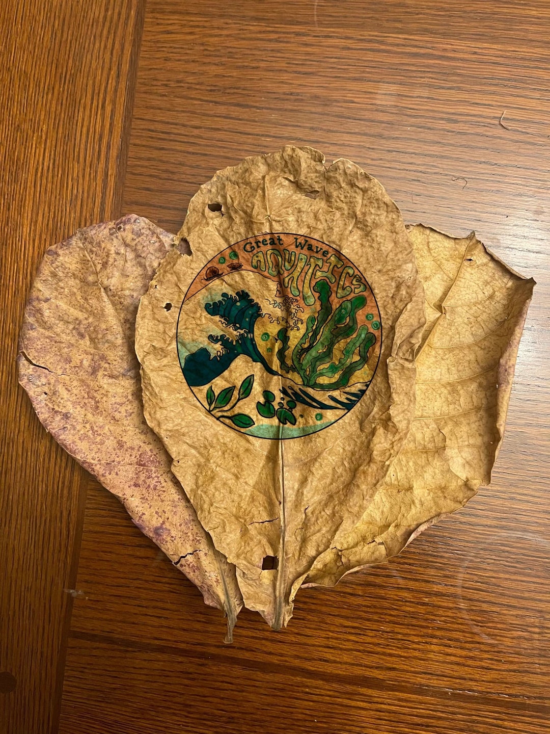 Indian Almond Catappa Leaves 3ct. for Shrimp / Aquarium - Etsy