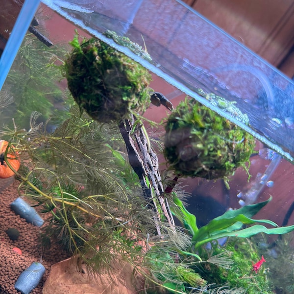 Marimo Moss Ball - Etsy