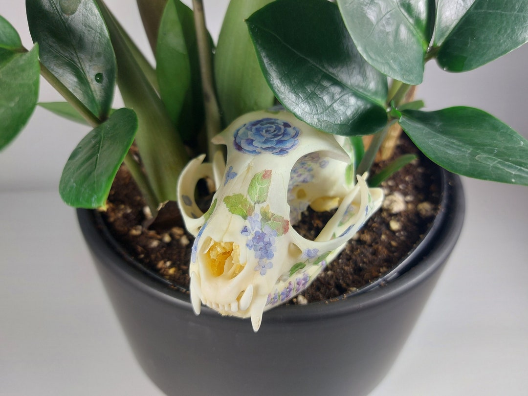 Real Cat Skull Real Floral Cat Skull Real Taxidermy Cat Skull - Etsy