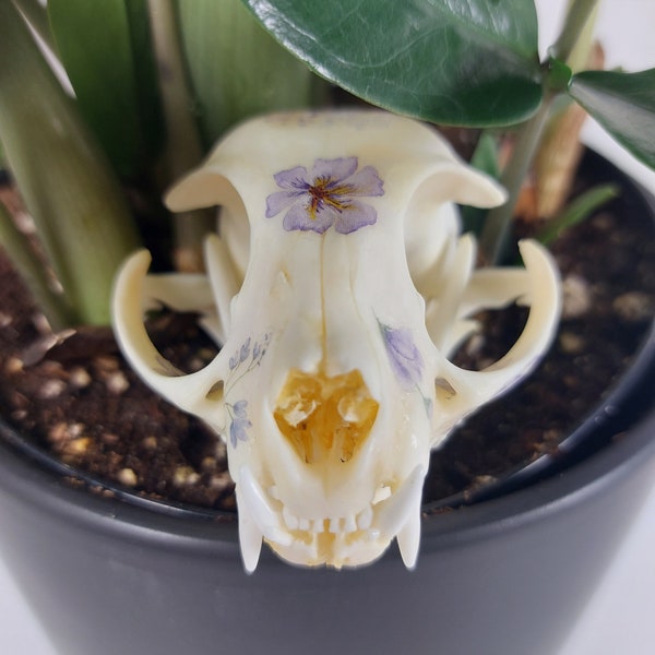 Feline Skull - Etsy
