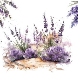 Watercolor Lavender Garden Clipart, Unique Lavender Garden PNG, Purple ...