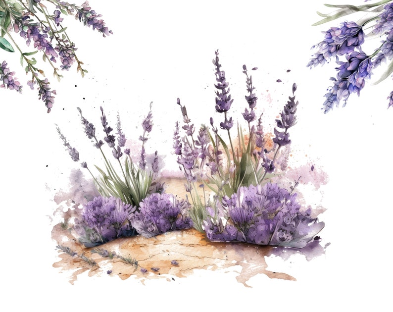 Watercolor Lavender Garden Clipart, Unique Lavender Garden PNG, Purple ...