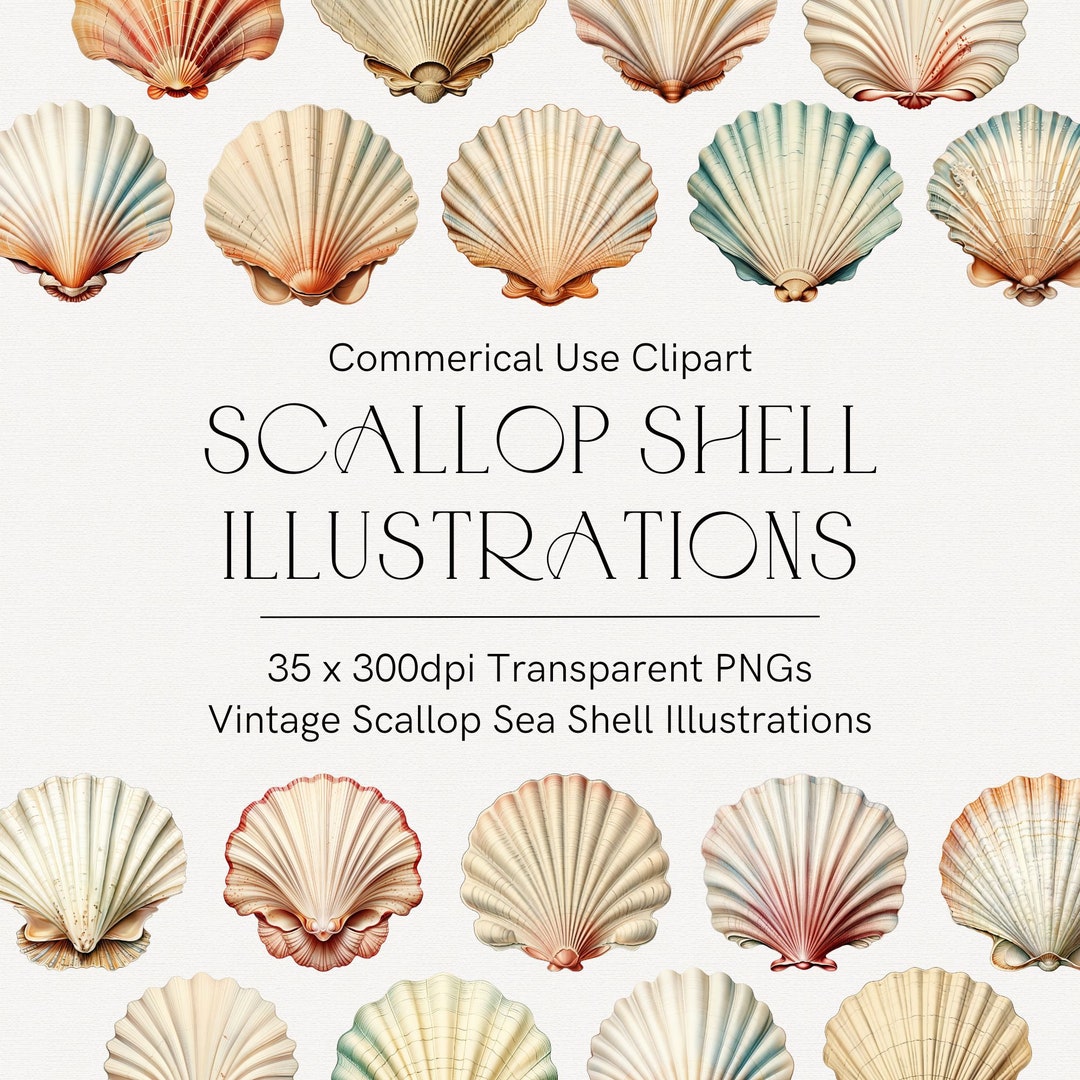 Vintage Illustration Seashells Clipart, Scalloped Shells, Nautical ...