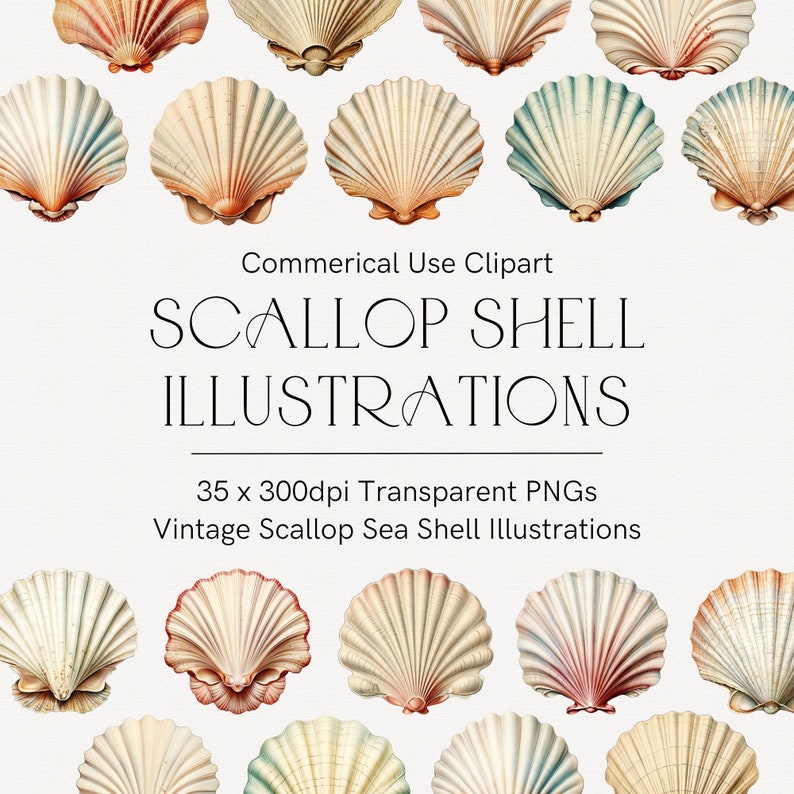 Vintage Illustration Seashells Clipart, Scalloped Shells, Nautical ...