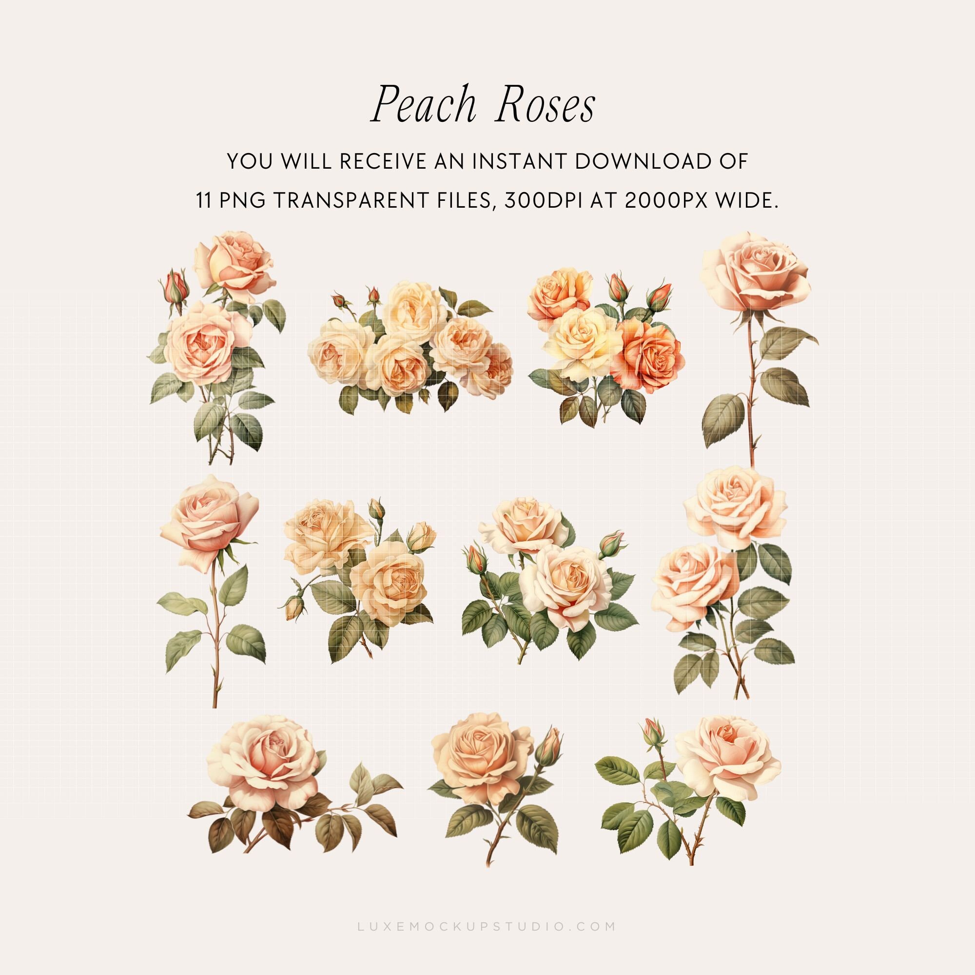 Rose Clipart Bundle, Watercolor Pink Rose Bundle, Flower Clipart ...
