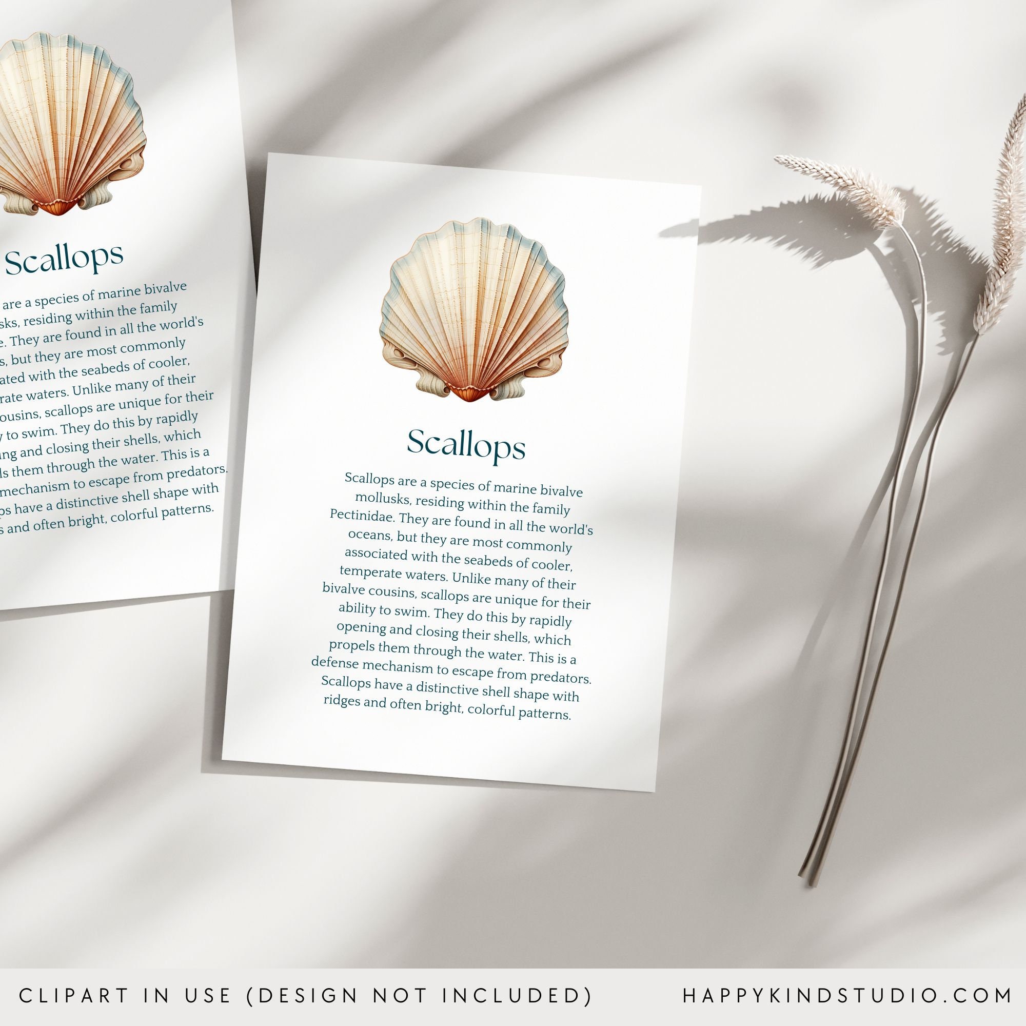 Vintage Illustration Seashells Clipart, Scalloped Shells, Nautical ...