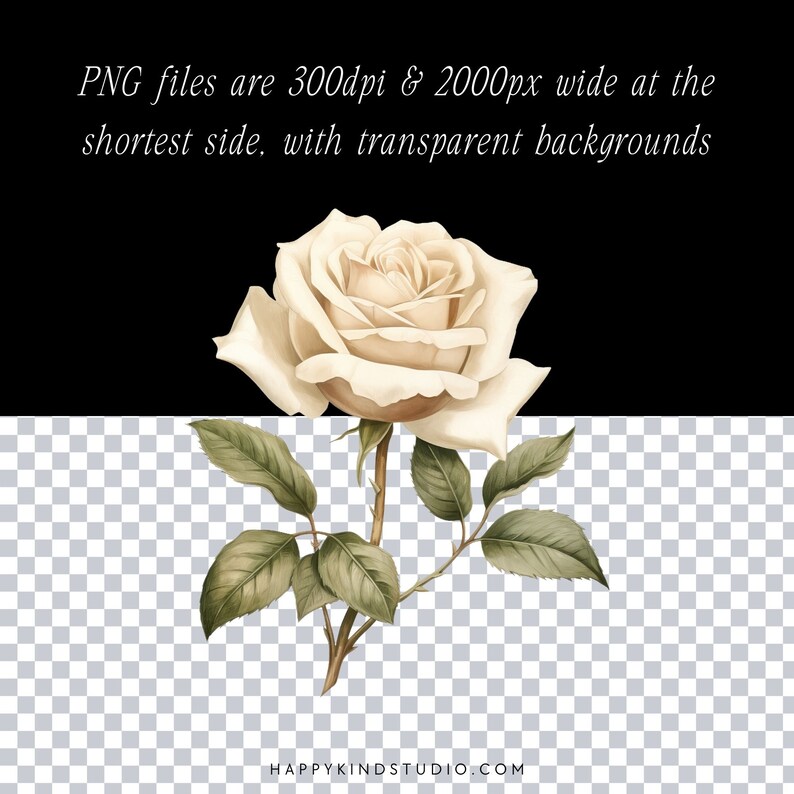 White Roses Clipart, Vintage Rose Clipart, Botanical Illustration, Rose ...