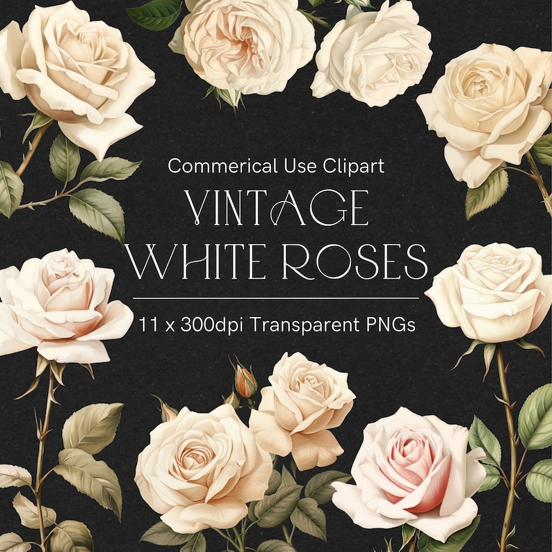 White Roses Clipart, Vintage Rose Clipart, Botanical Illustration, Rose Clipart, Flowers Clipart ...