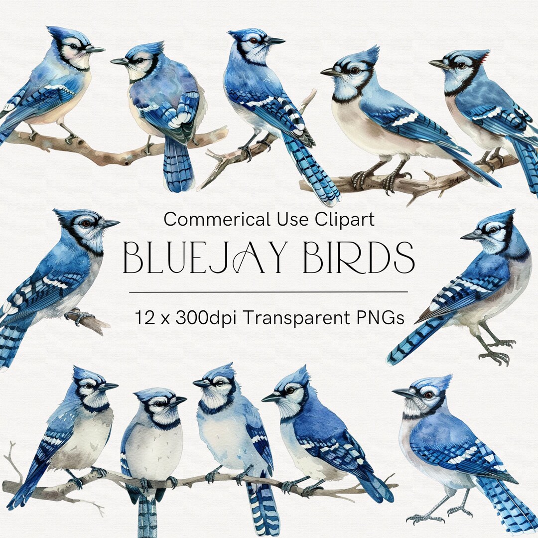 Blue Jay Bird Clipart, Watercolor Blue Bird Graphics, Watercolor Blue ...