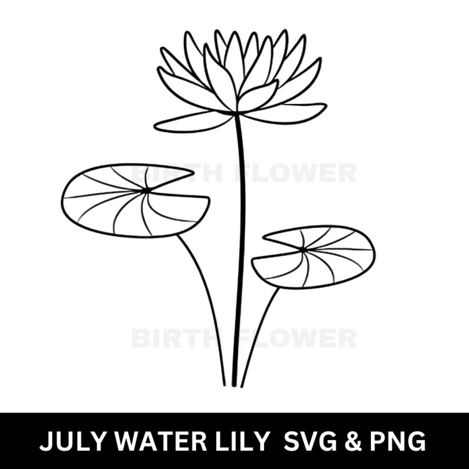 High Quality July Water Lily Birth Flower Svg & Png, Birth Flower ...