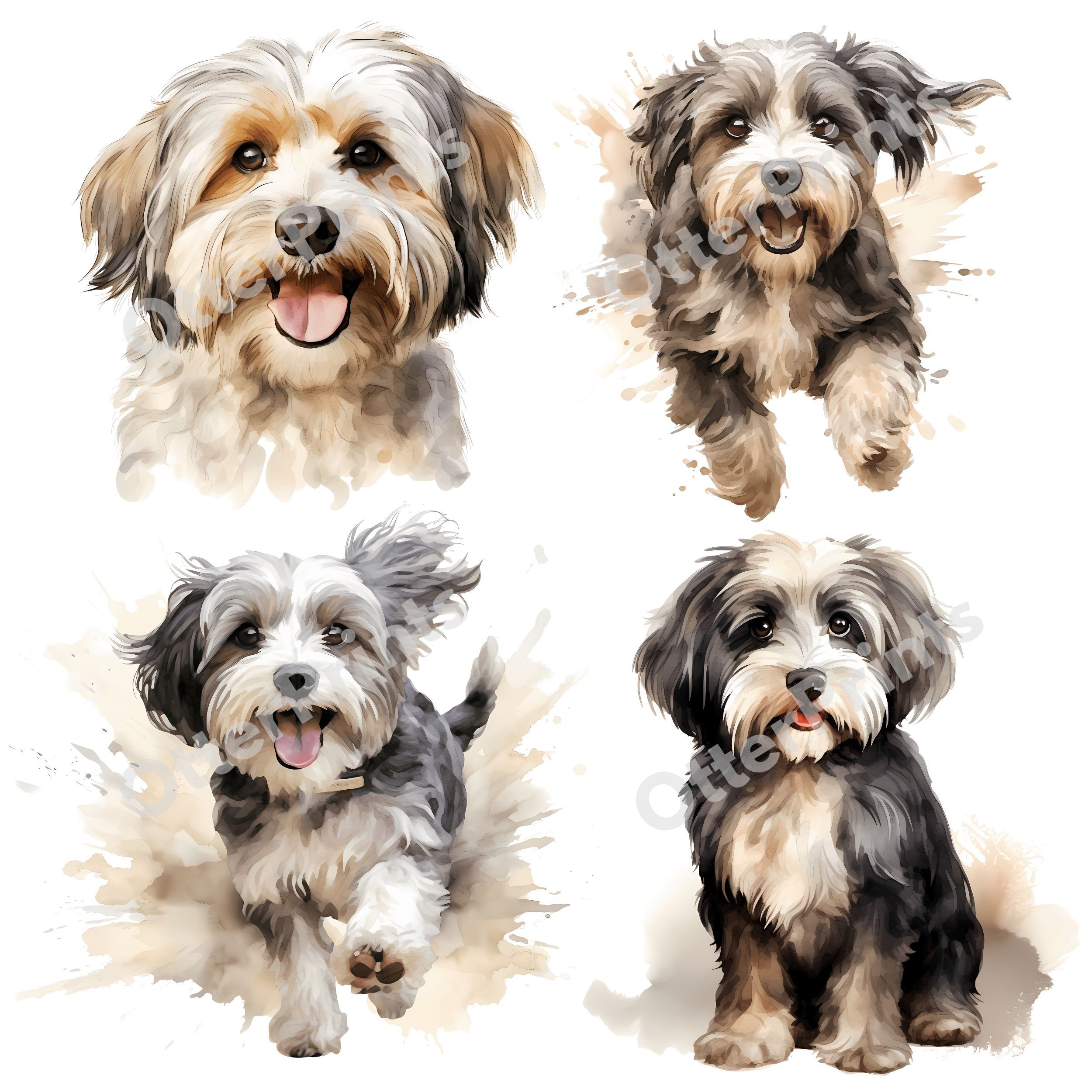 Watercolor Havanese Dog Clipart - 12 High Quality Transparent Pngs ...