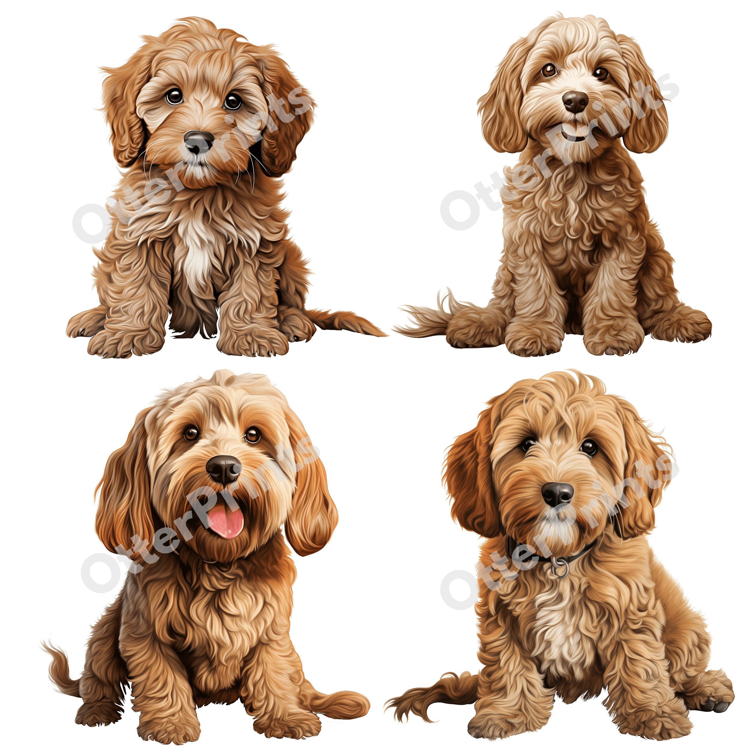 Cockapoo Dog Clipart 12 High Quality Transparent Pngs Cute Illustration ...
