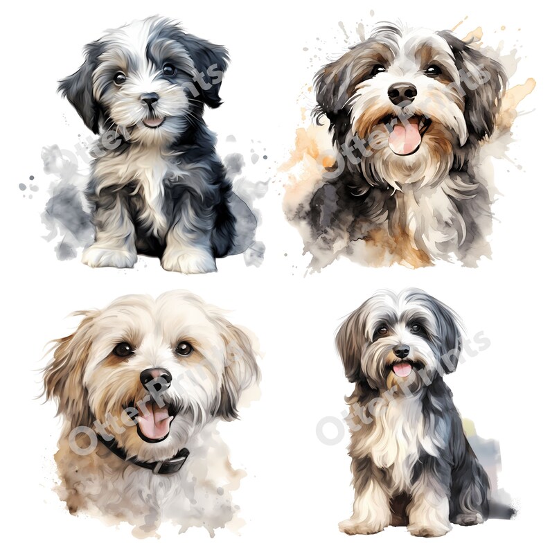 Watercolor Havanese Dog Clipart - 12 High Quality Transparent Pngs ...