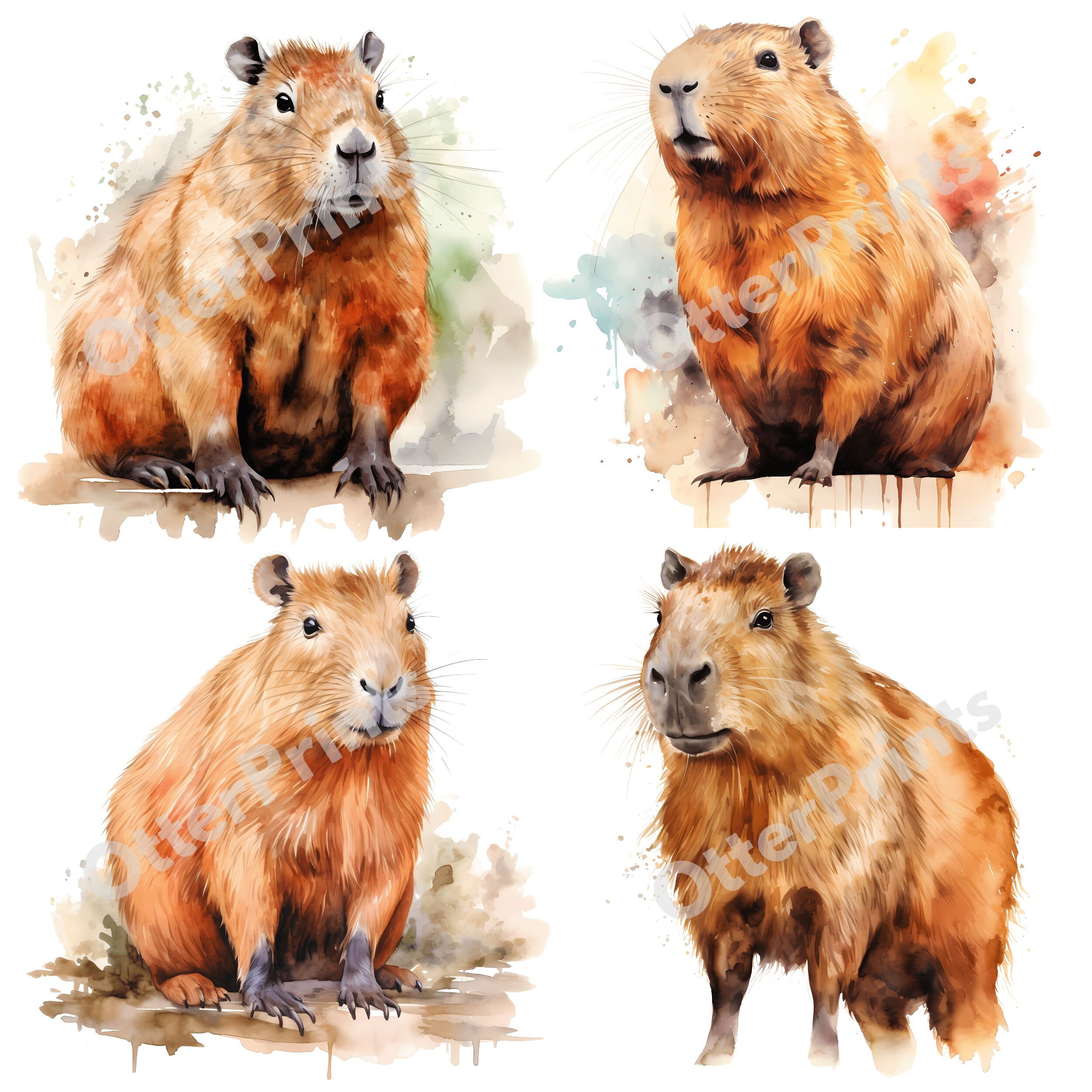 Watercolor Capybara Clipart - 12 High Quality Transparent Pngs ...