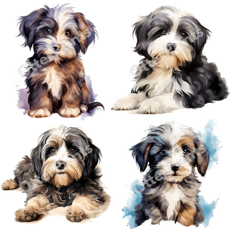 Watercolor Havanese Dog Clipart - 12 High Quality Transparent Pngs ...