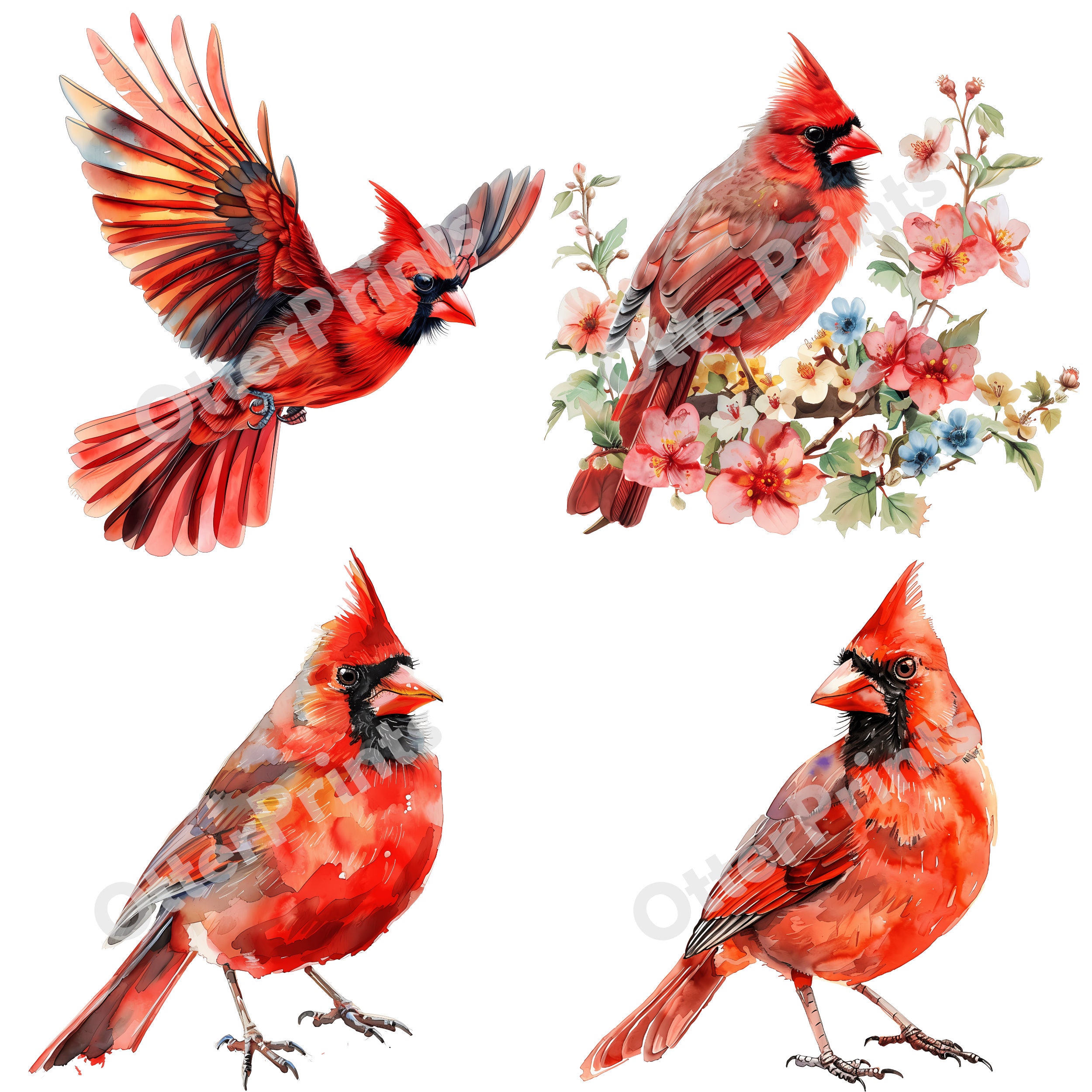 Watercolor Red Cardinal Bird Clipart - 12 High Quality Transparent Pngs ...