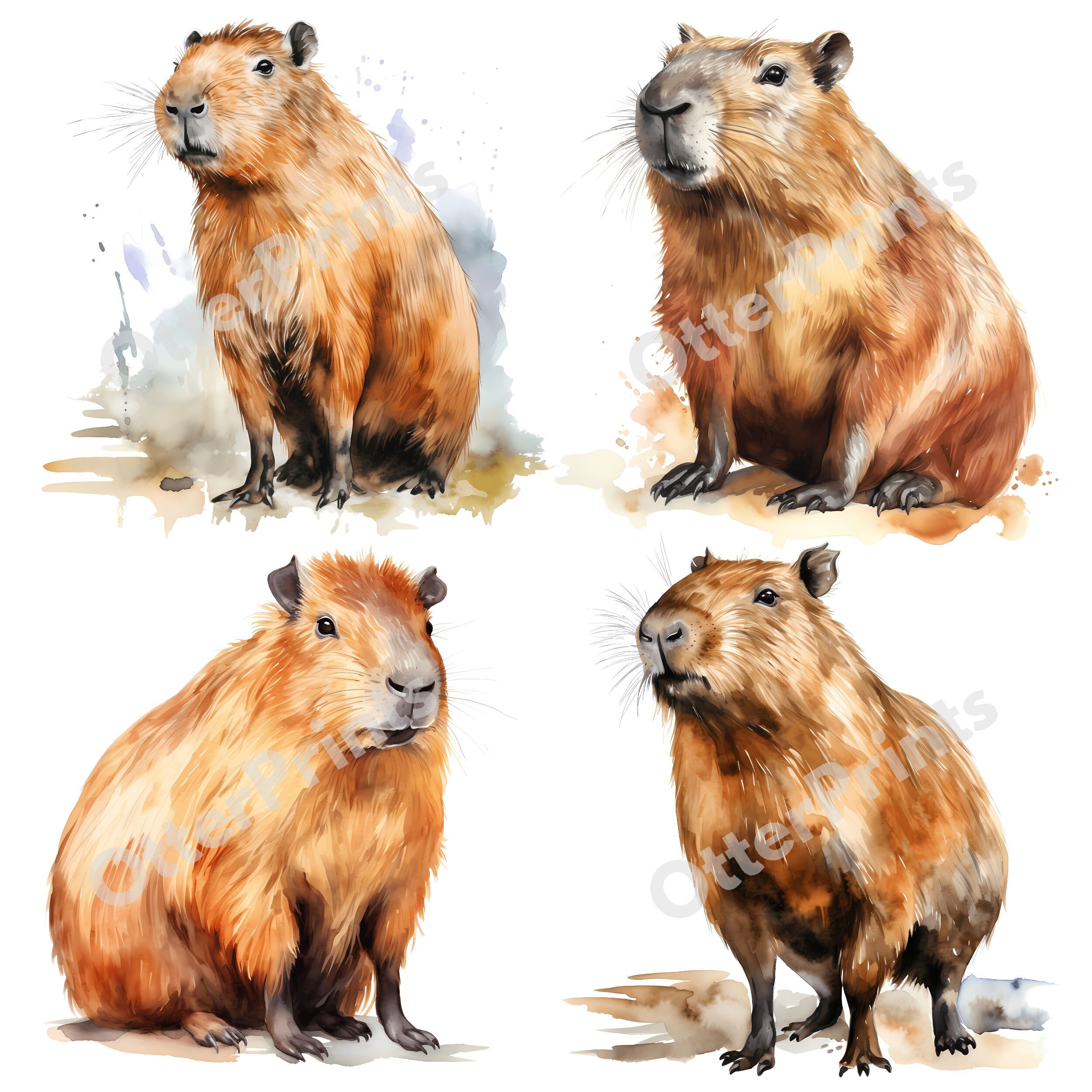 Watercolor Capybara Clipart - 12 High Quality Transparent Pngs ...