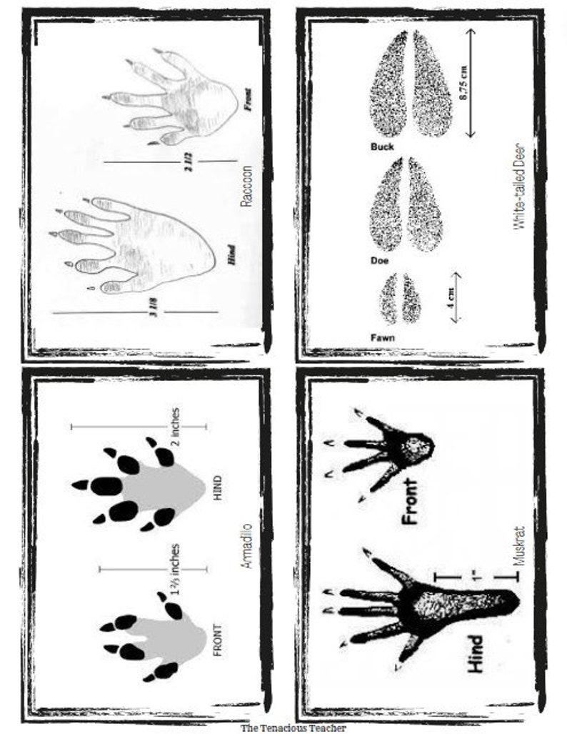 Animal Tracks of NC Printable Cards | Nature Study Digital Download ...