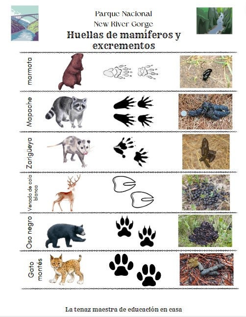 Imprimibles Del Parque Nacional New River Gorge | Descarga Digital De ...