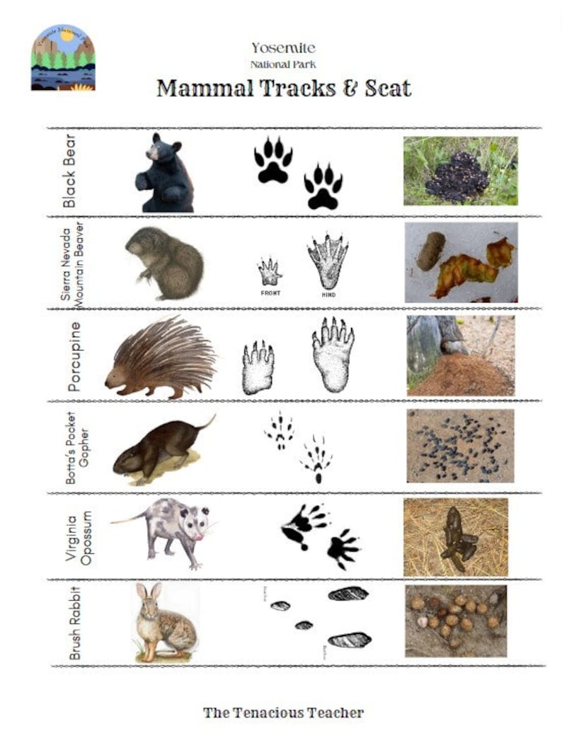Yosemite Activity Pack | Coloring Pages, Animal Tracks (digital ...