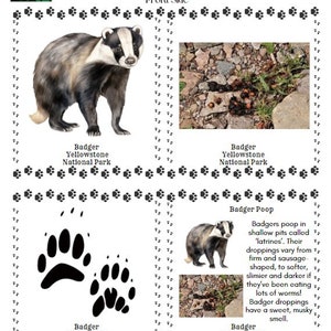 Yellowstone National Park Printables | Digital Download Coloring Pages ...