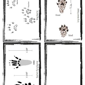 Animal Tracks of NC Printable Cards | Nature Study Digital Download ...