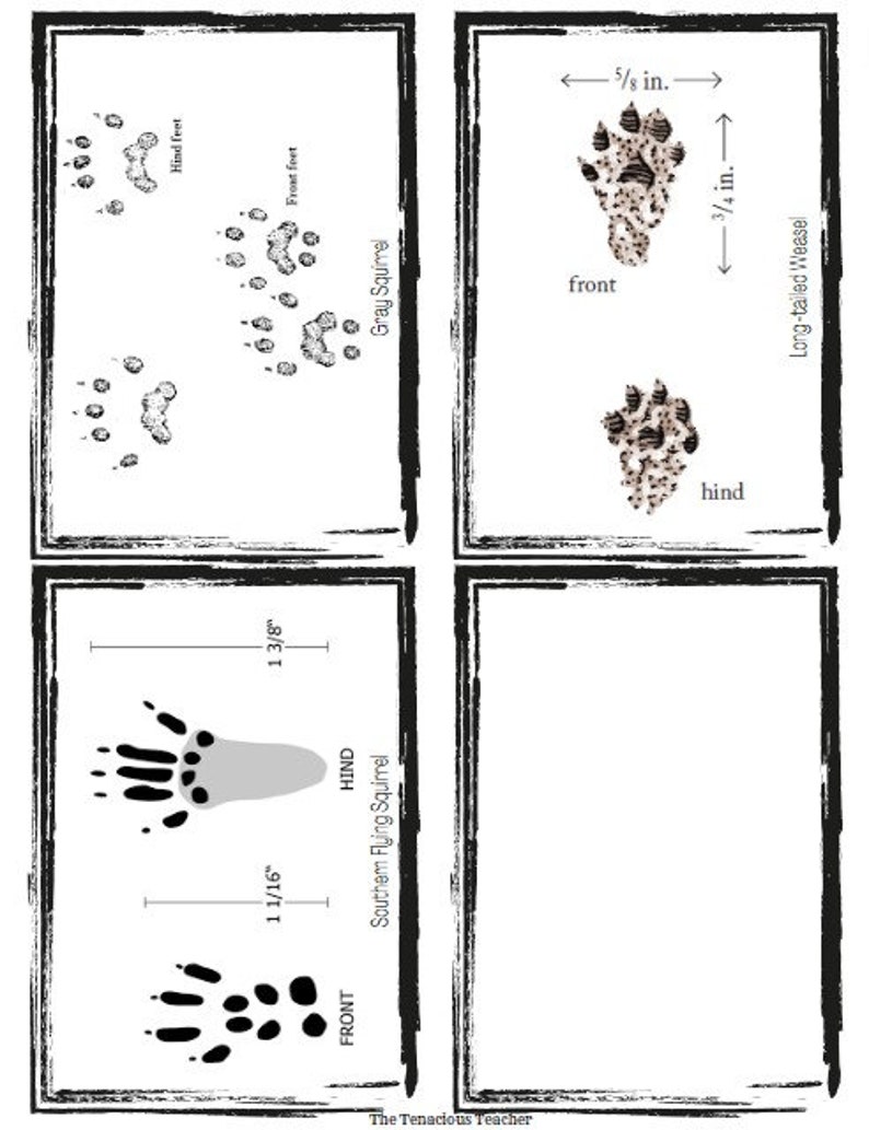 Animal Tracks of NC Printable Cards | Nature Study Digital Download ...