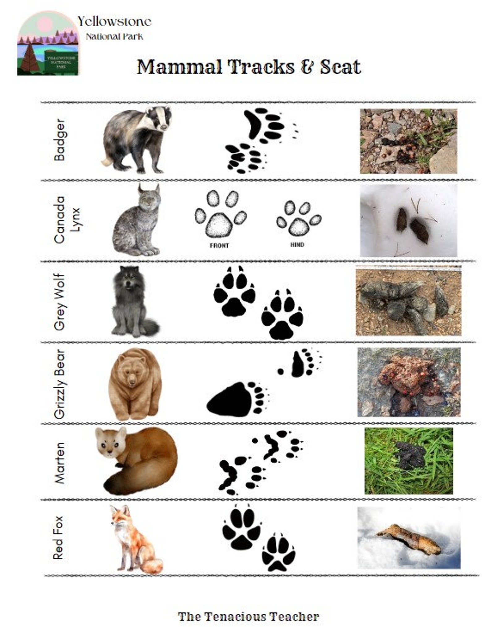 Yellowstone National Park Printables | Digital Download Coloring Pages ...