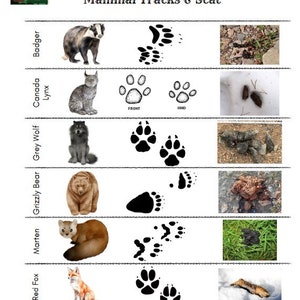 Yellowstone National Park Printables | Digital Download Coloring Pages ...