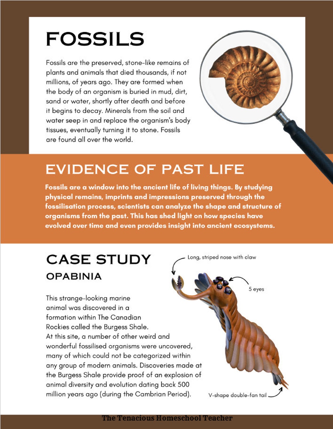 Dinosaur Fossil Activities | Dino Fossils Learning Pages | Prehistoric ...