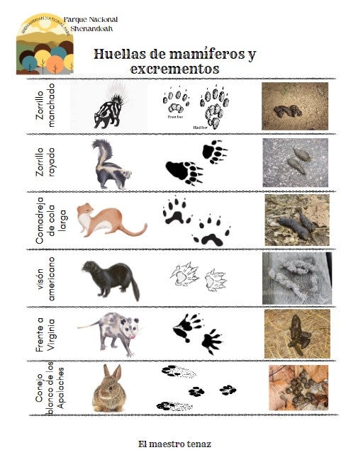 Imprimibles Del Parque Nacional Shenandoah Descarga Digital - Etsy