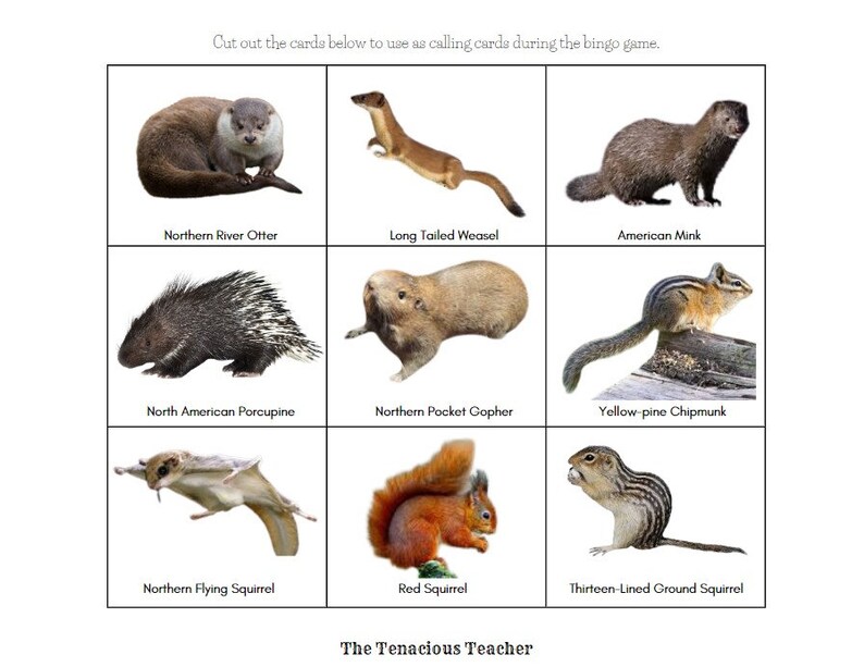 Glacier National Park Wildlife Bingo Printable | Digital Download ...