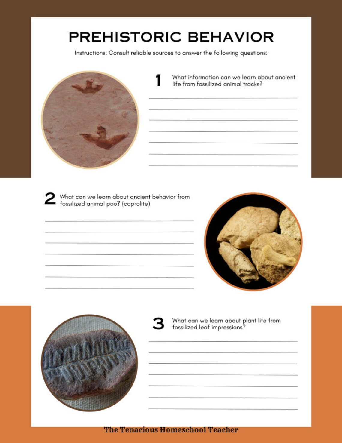 Dinosaur Fossil Activities | Dino Fossils Learning Pages | Prehistoric ...