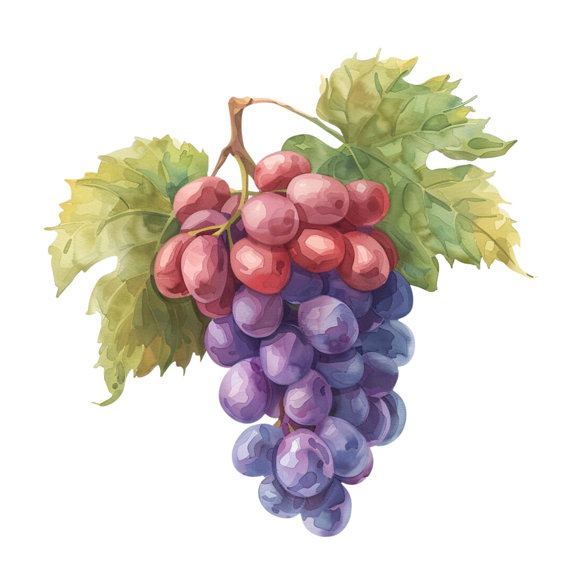8 Bunch of Grapes Clipart, Bundle of Grapes, Printable Watercolor ...