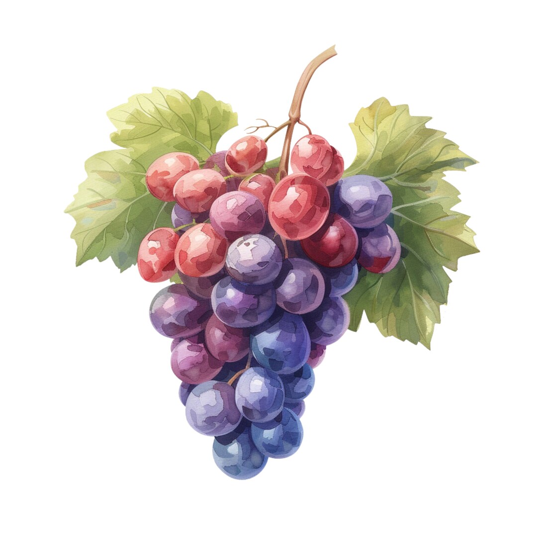 8 Bunch of Grapes Clipart, Bundle of Grapes, Printable Watercolor ...