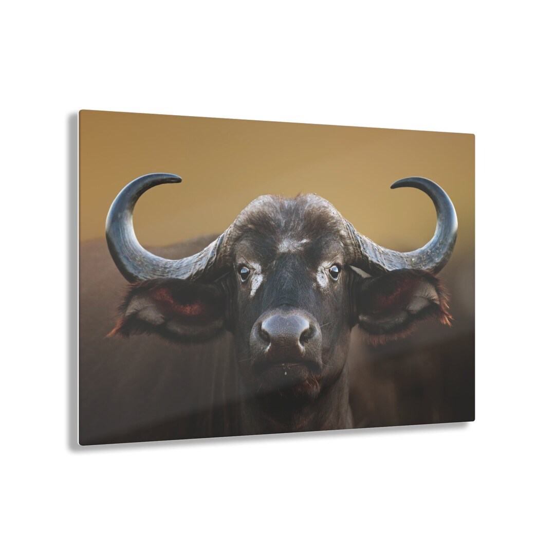 African Water Buffalo Acrylic Print | Majestic Wildlife Wall Art - Etsy